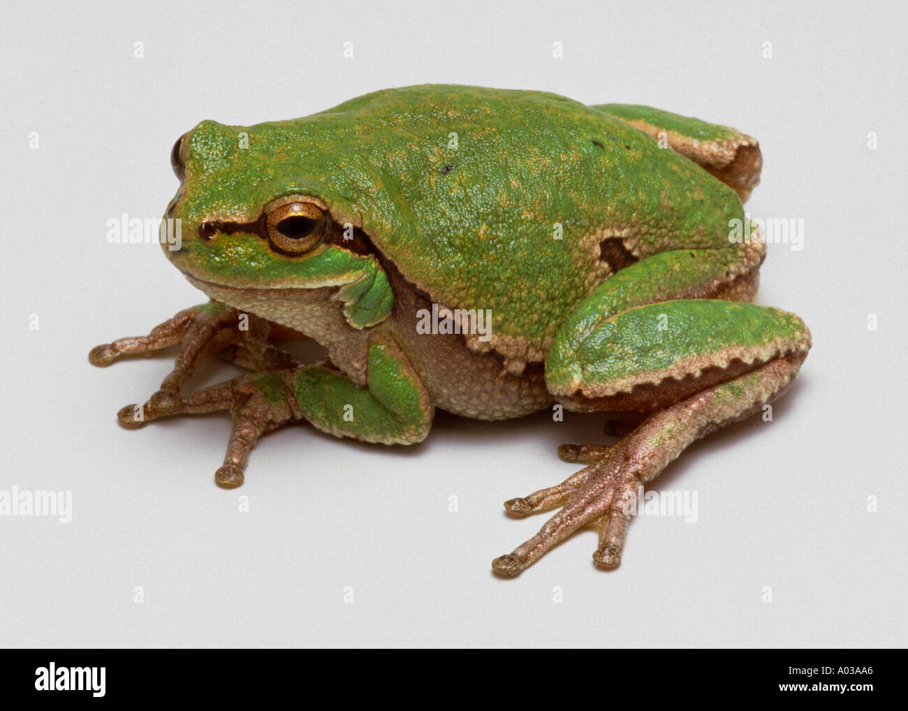 Green tree frog Stock Photo - Alamy