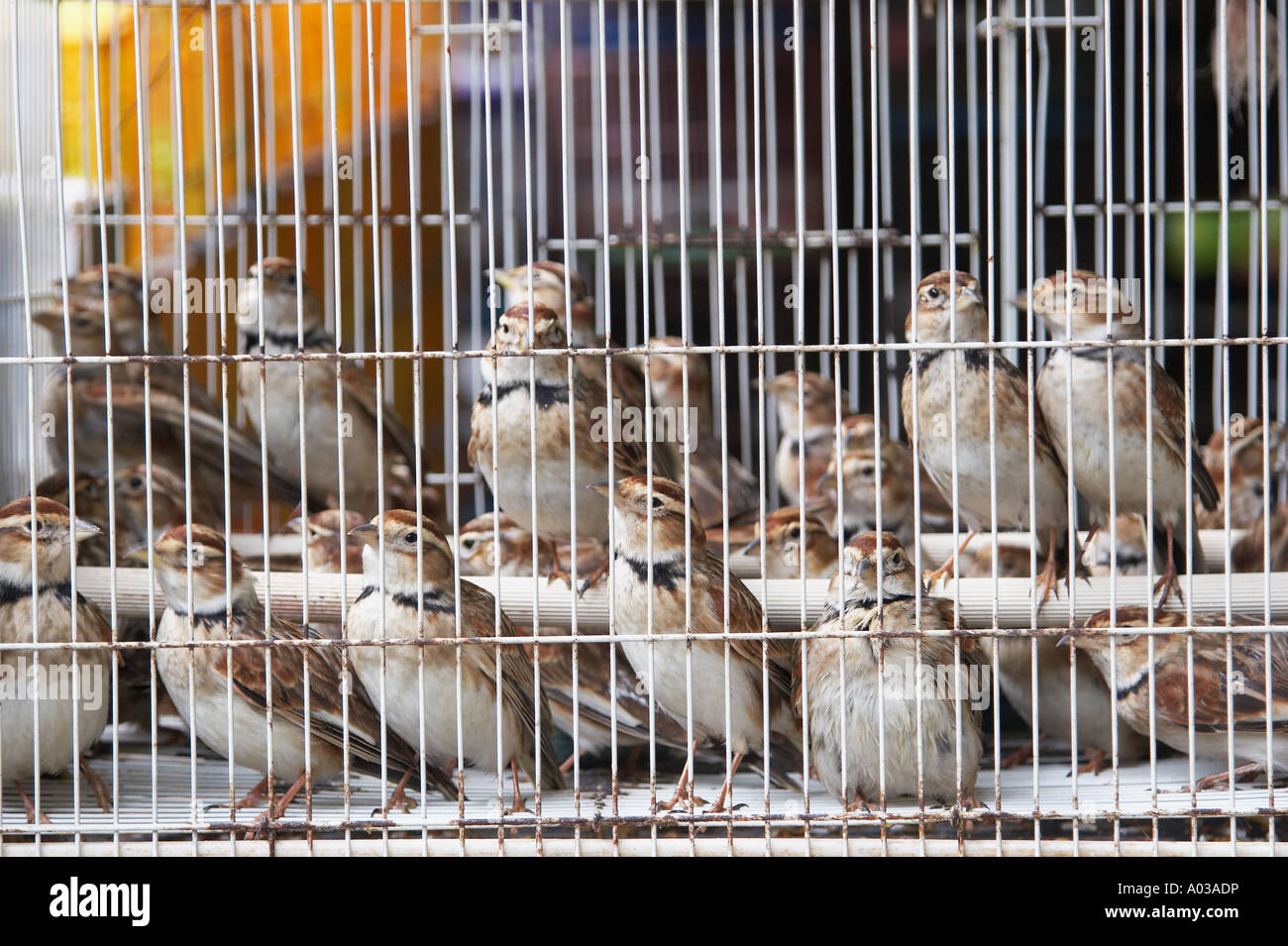Caged Birds At Bird Market , Mongkok Stock Photo - Alamy