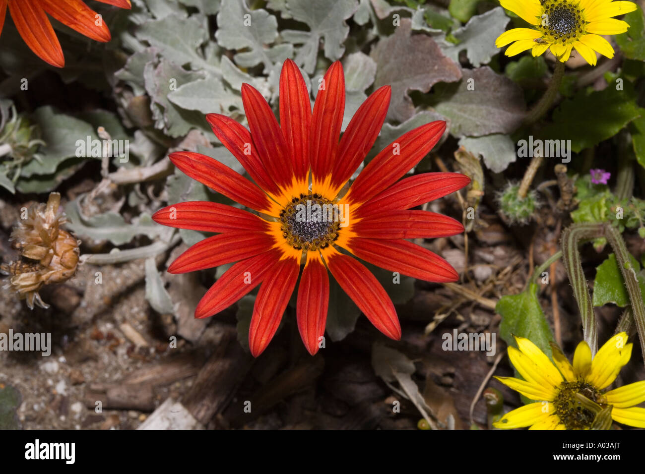 daisy flower red Stock Photo - Alamy