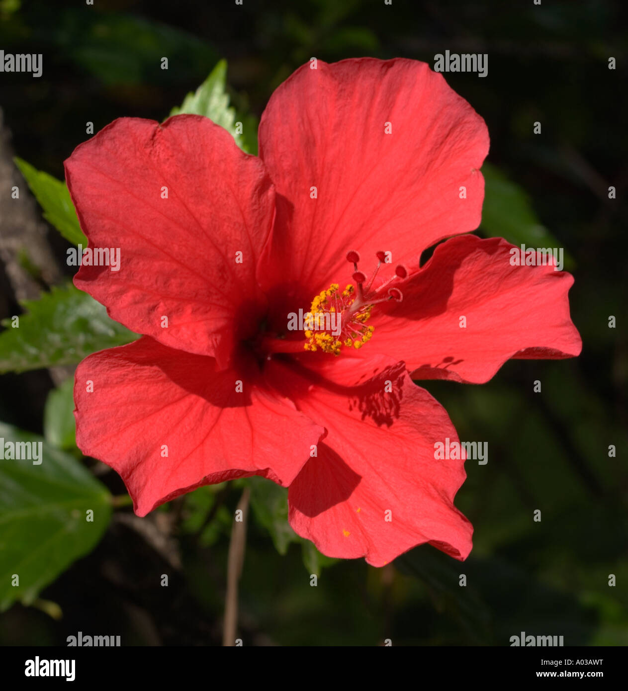 hibiscus flower red Stock Photo - Alamy