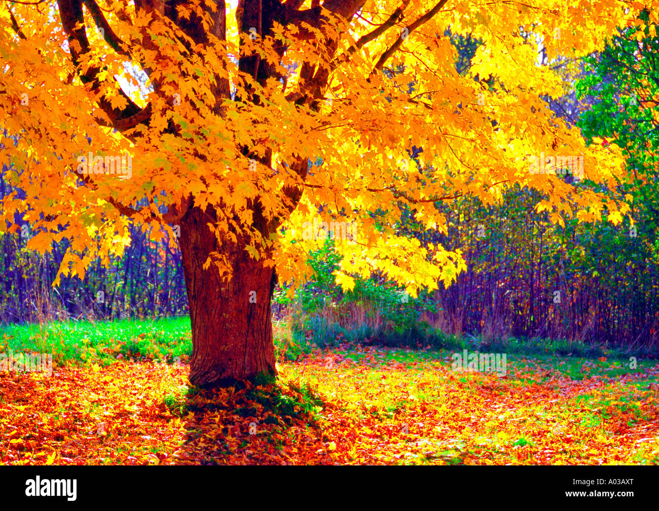 colorful autumn sugar maple leaves on a maple tree Stock Photo - Alamy