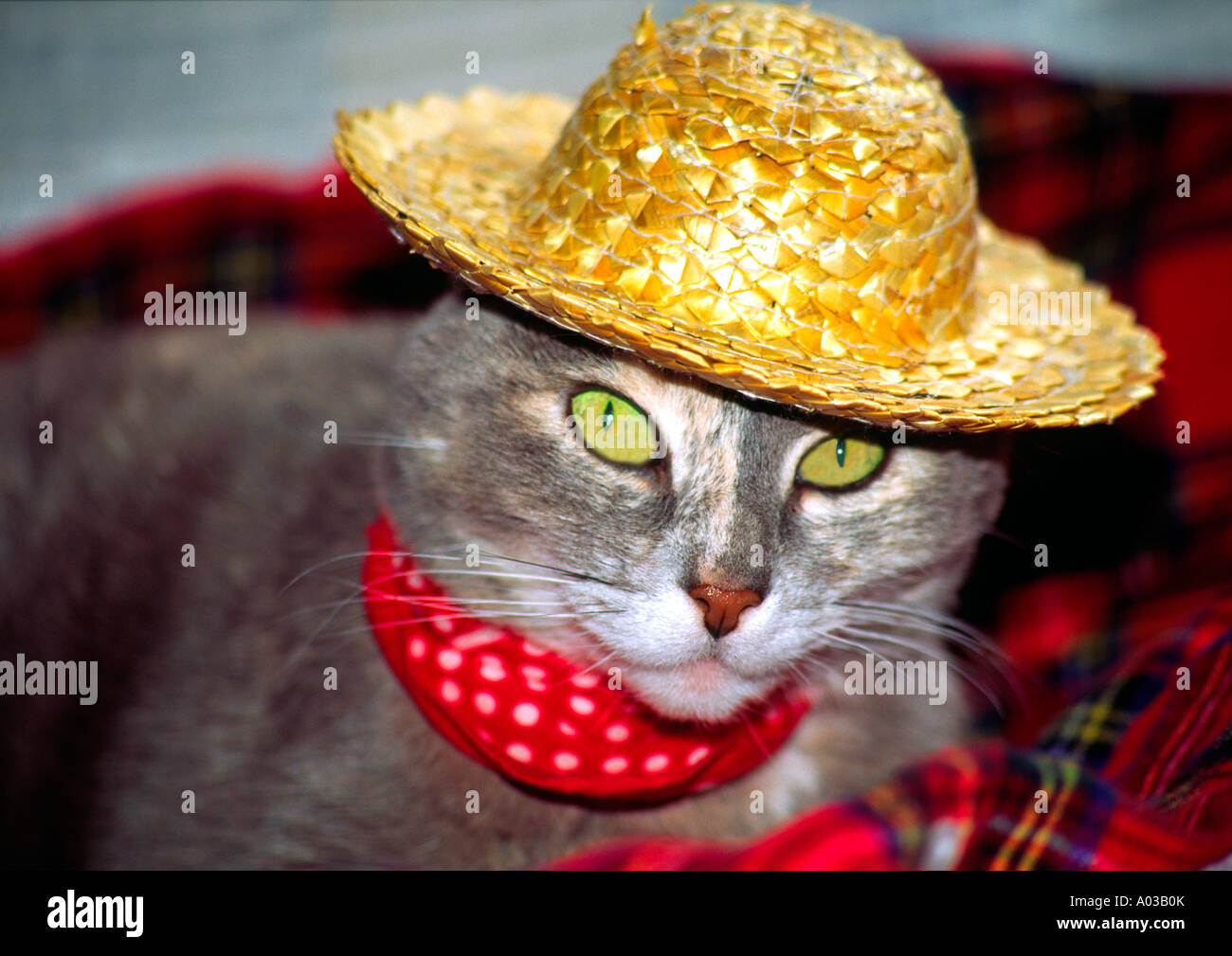 Cat neck band hi-res stock photography and images - Alamy