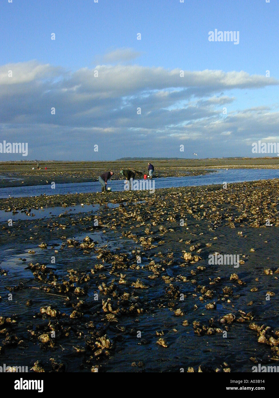 Oyster beds on a public access beach on Hood Canal in Washington state ...
