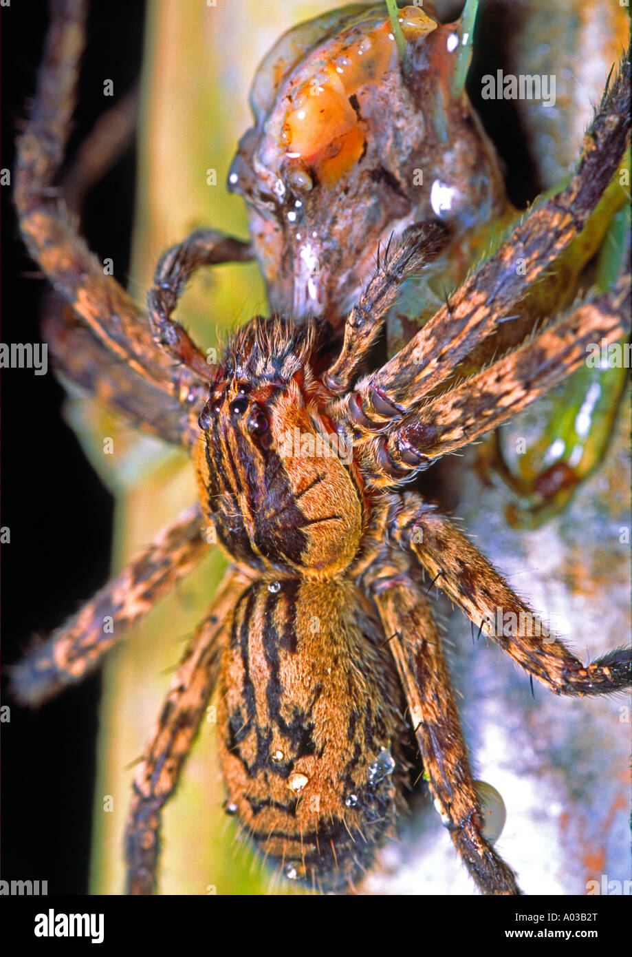 a giant tarantula with a frog as prey in the Costa Rican Rain forest ...