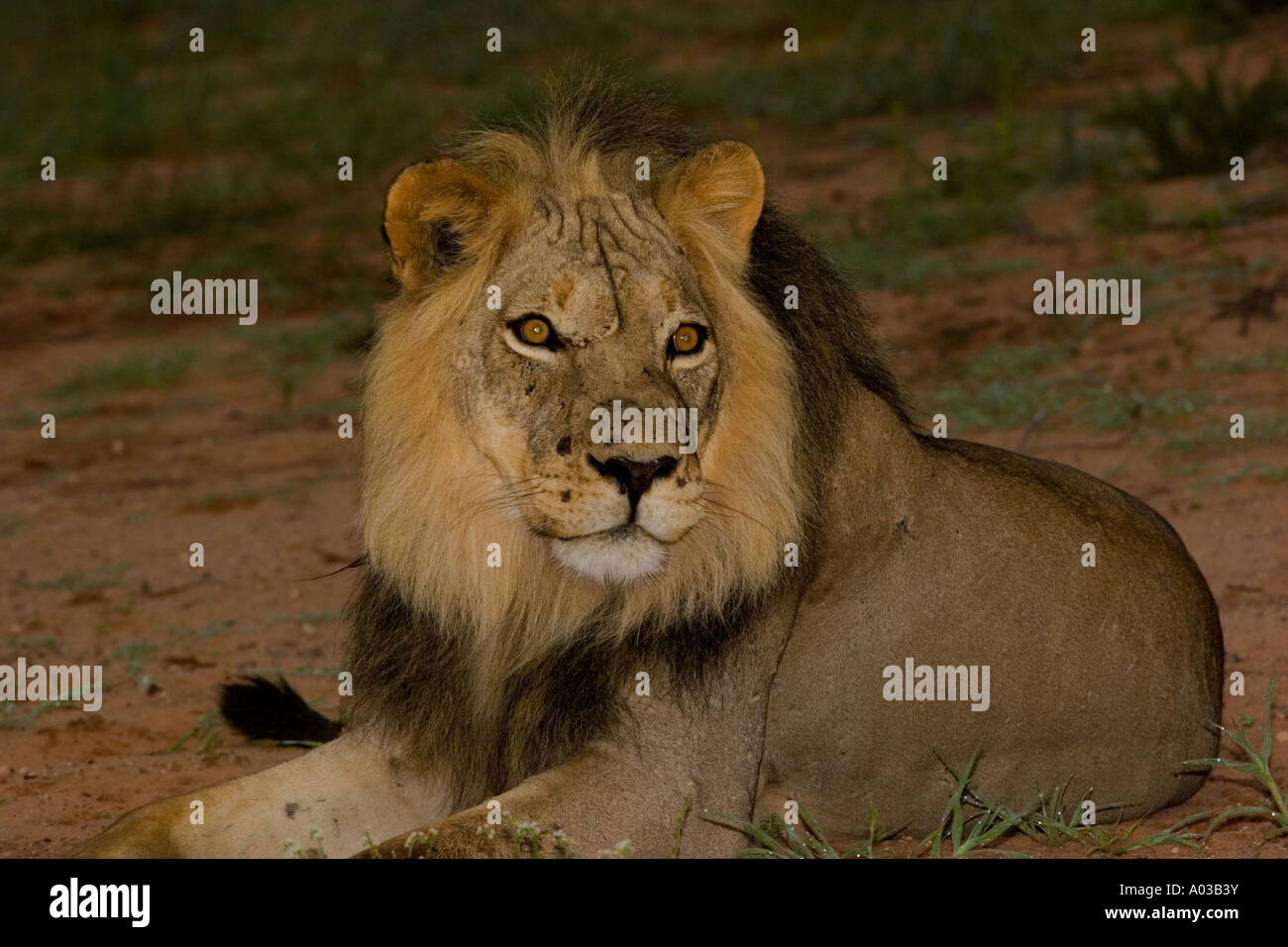 lion male portrait Stock Photo - Alamy