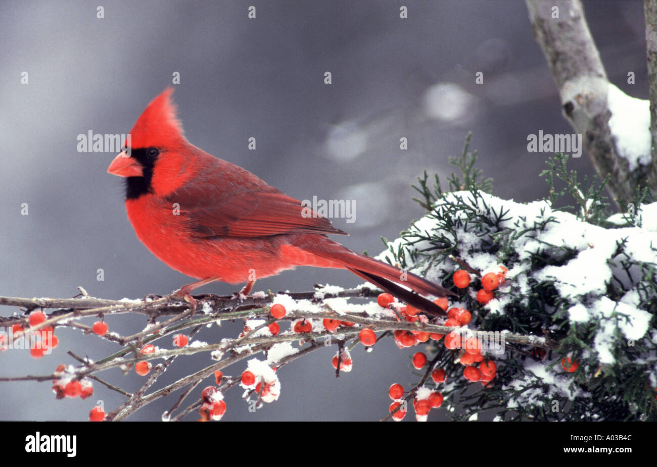 Full profile view of a bright red male Northern cardinal, in winter ...