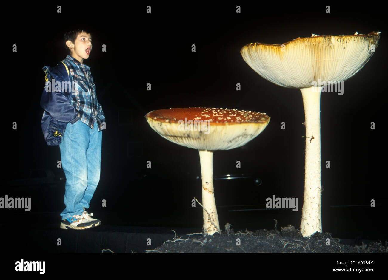 Giant Mushroom High Resolution Stock Photography and Images - Alamy