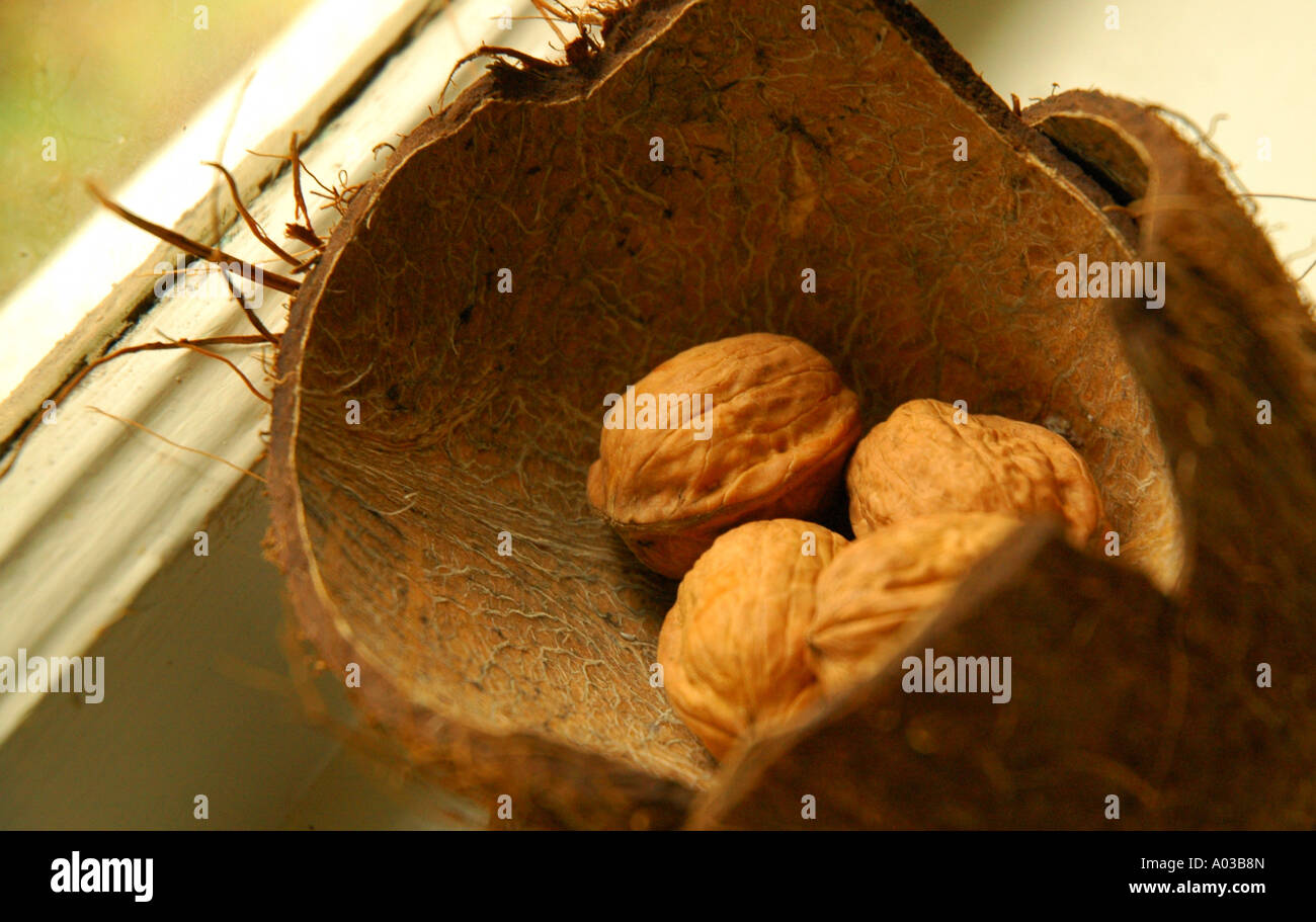 Four walnuts inside a coconut shell on a window sill Stock Photo - Alamy