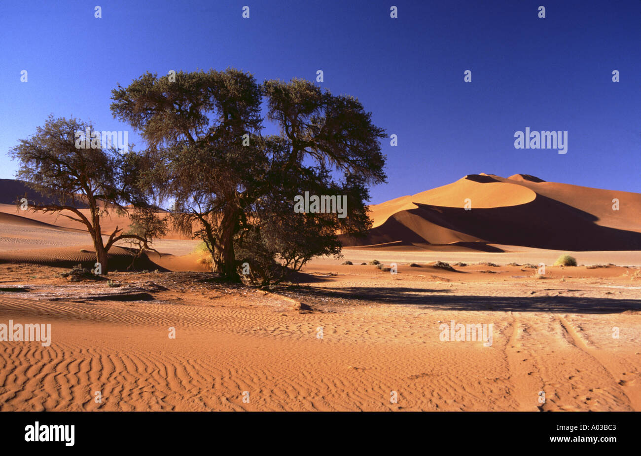 Highest dune in namibia hi-res stock photography and images - Alamy