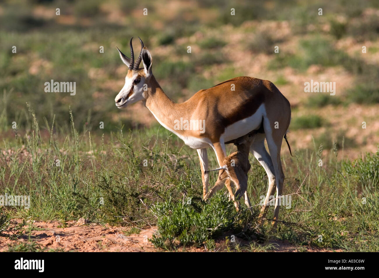 springbok with young suckling Stock Photo - Alamy