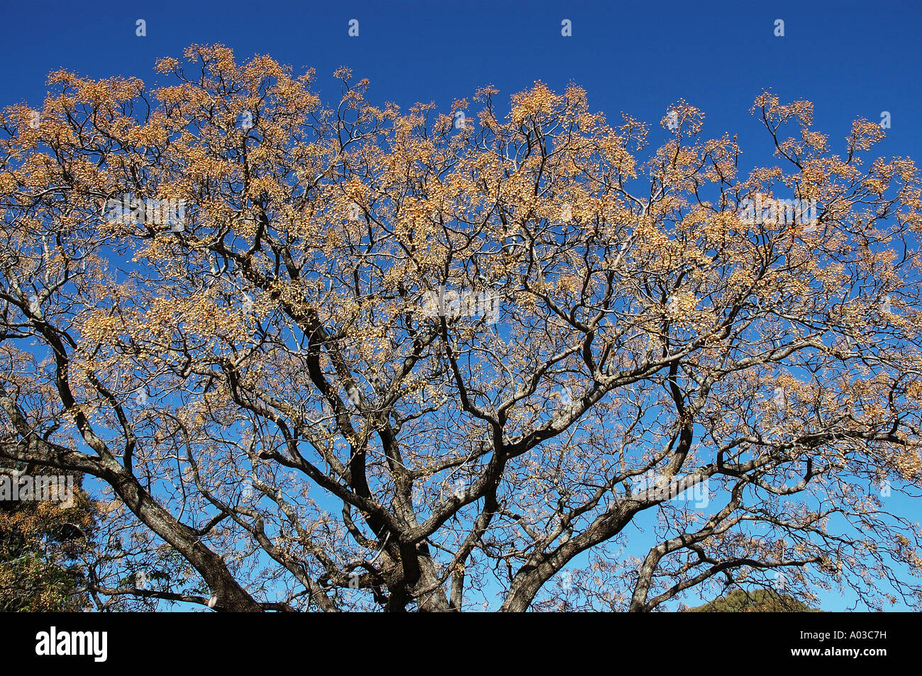Trees in beautiful colours Stock Photo - Alamy