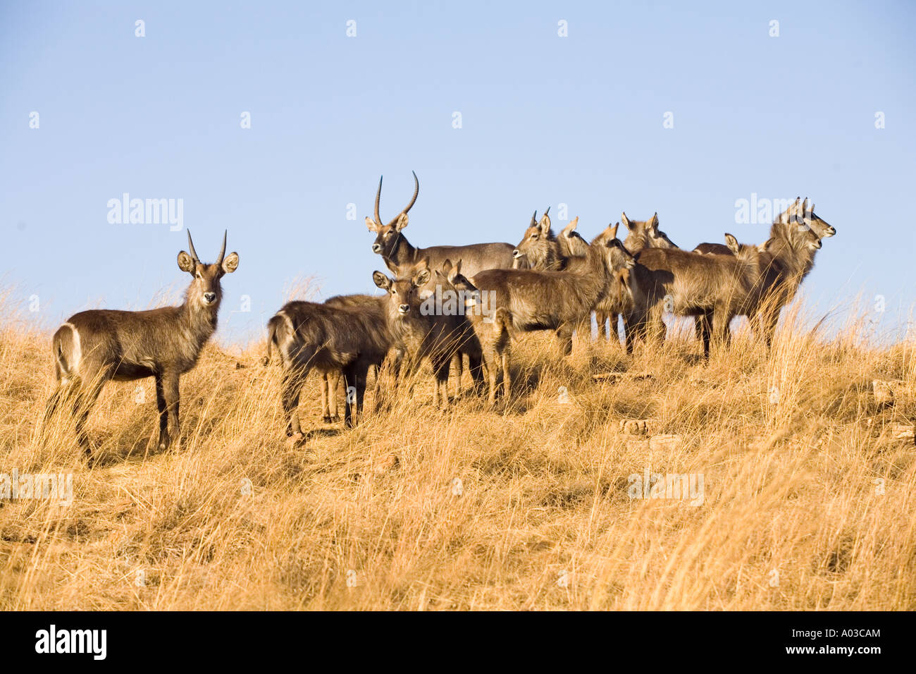 waterbuck herd on ridge Stock Photo - Alamy