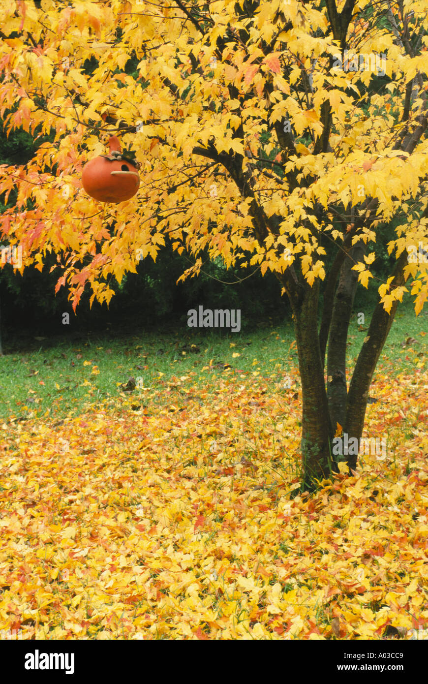 Amur Maple (Acer ginnala) leaves on ground by tree trunk in fall Stock ...