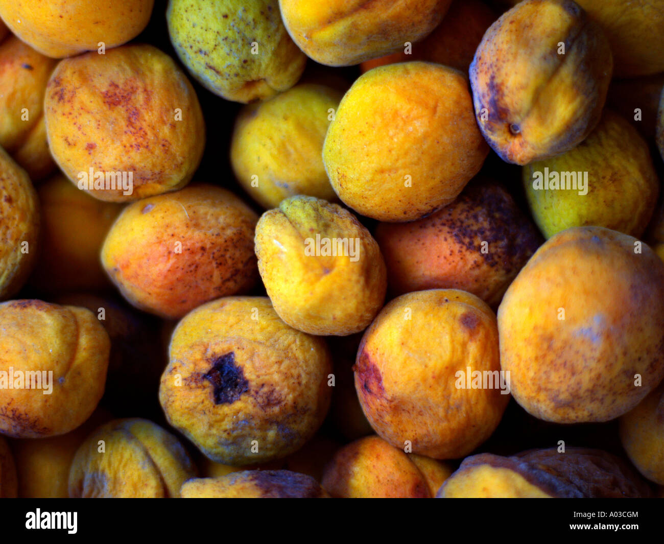 Colorful, moldy rotting apricots in shallow focus Stock Photo - Alamy