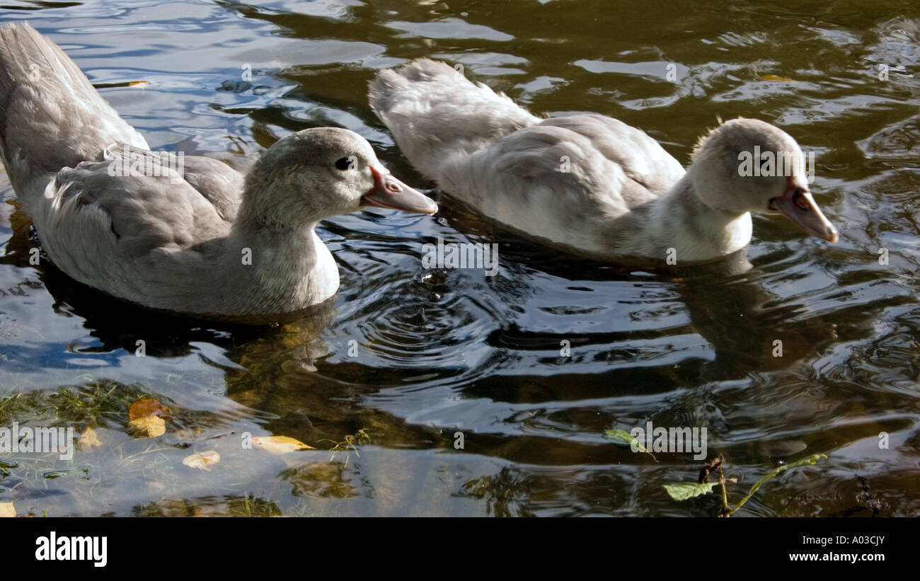 Ducklings, Suffolk, England, UK Stock Photo - Alamy