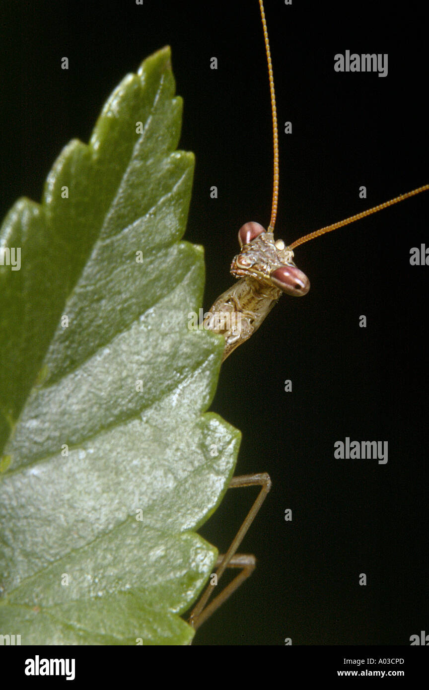 Praying Mantis looks surprised when disturbed Stock Photo - Alamy