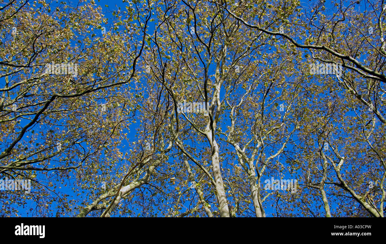 Autumnal trees, London, England, UK Stock Photo - Alamy