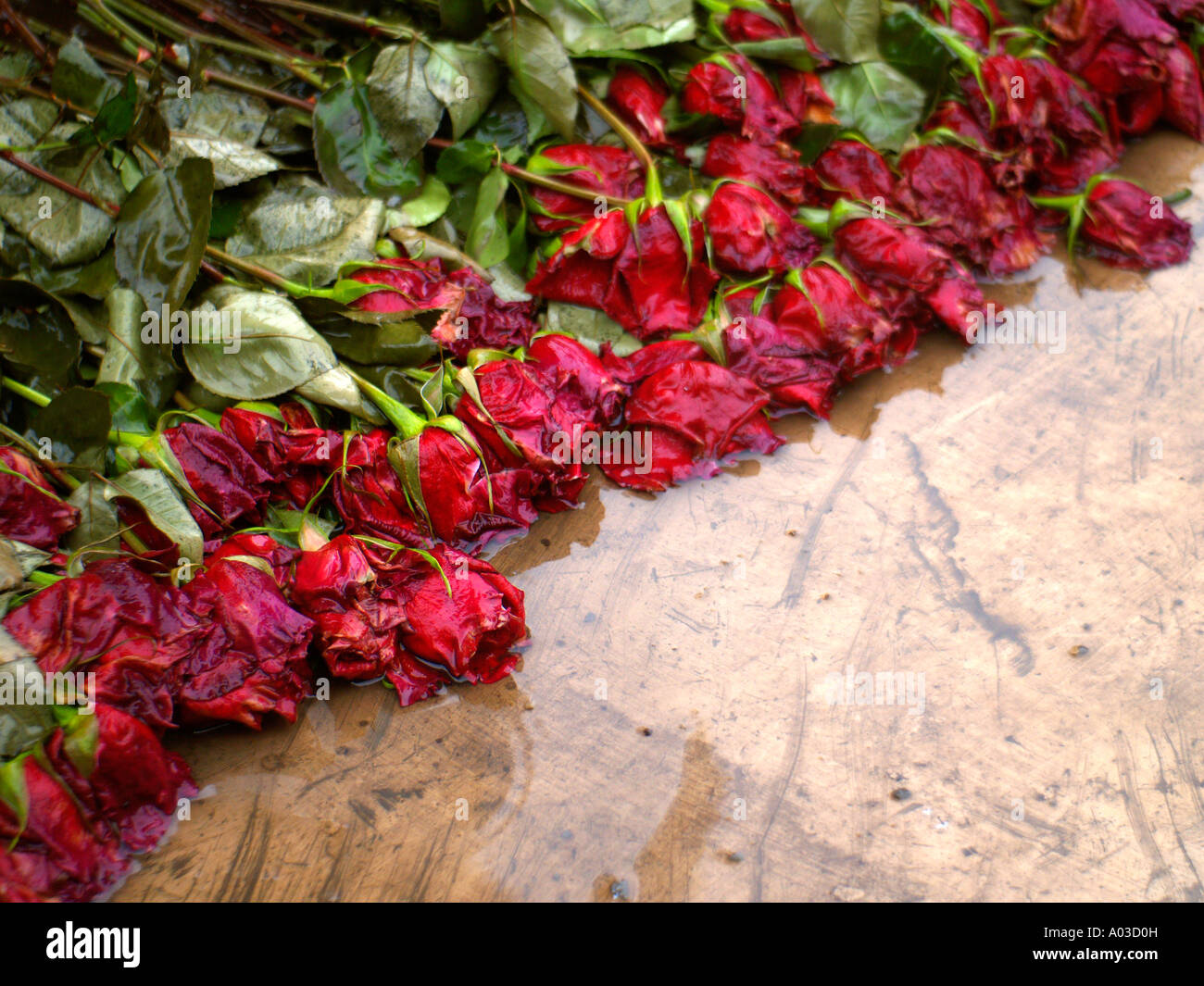 Soaking wet red roses laying on a bronze surface in the rain in Battery ...