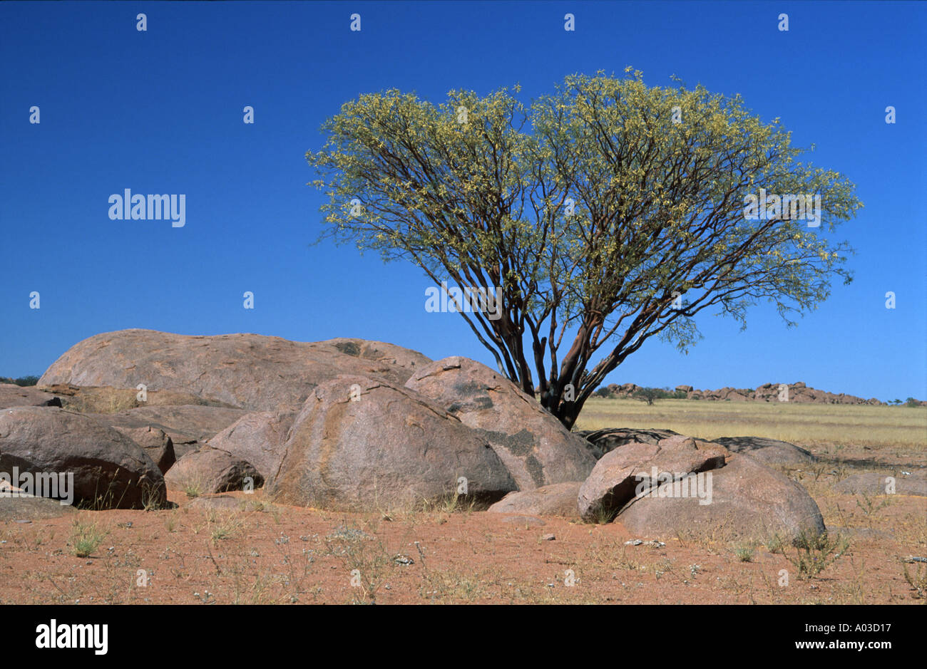 Blooming desert tree and landscape Namibia 2000 Stock Photo - Alamy