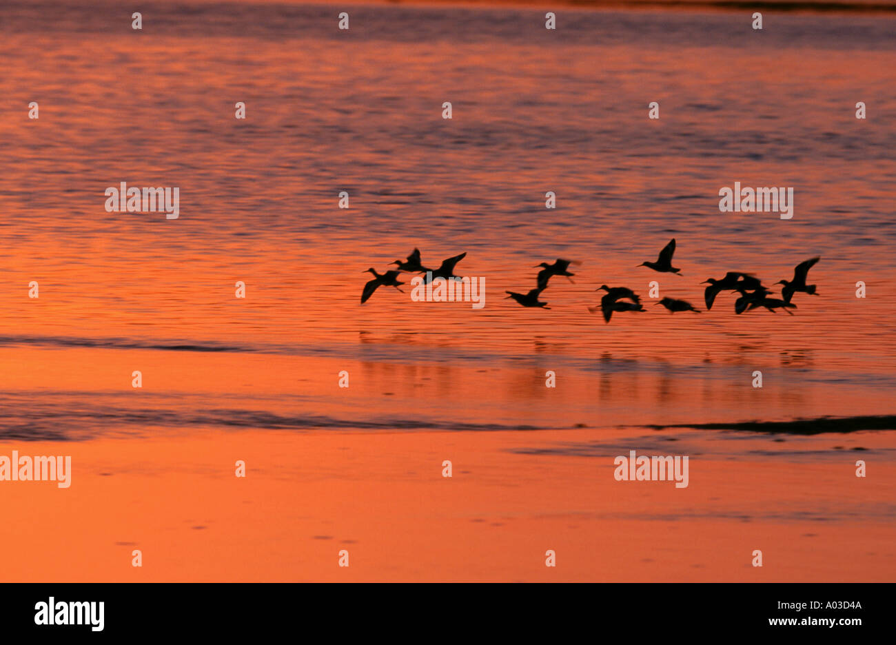Willets at sunset Stock Photo - Alamy