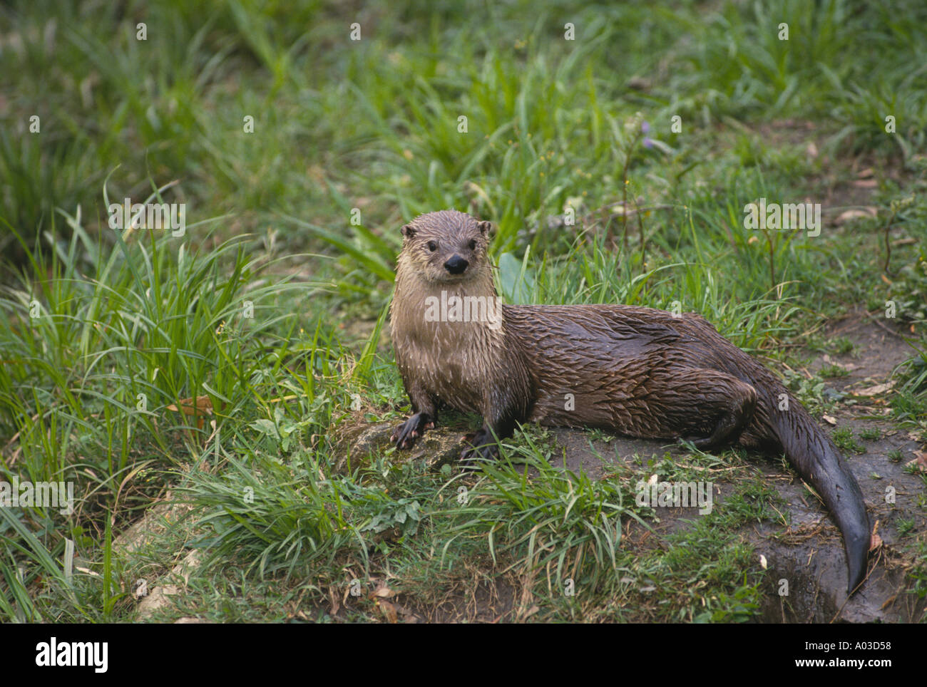 North American river otter, Lutra canadensis, lying on a grassy shore ...