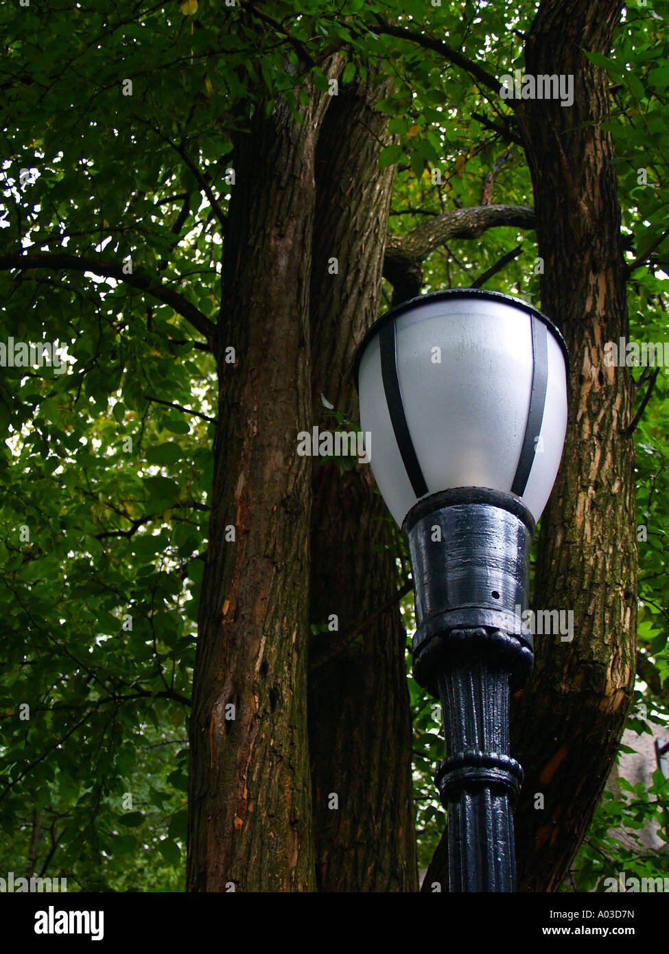 View from below of a lamp post with tall trees in the background in ...