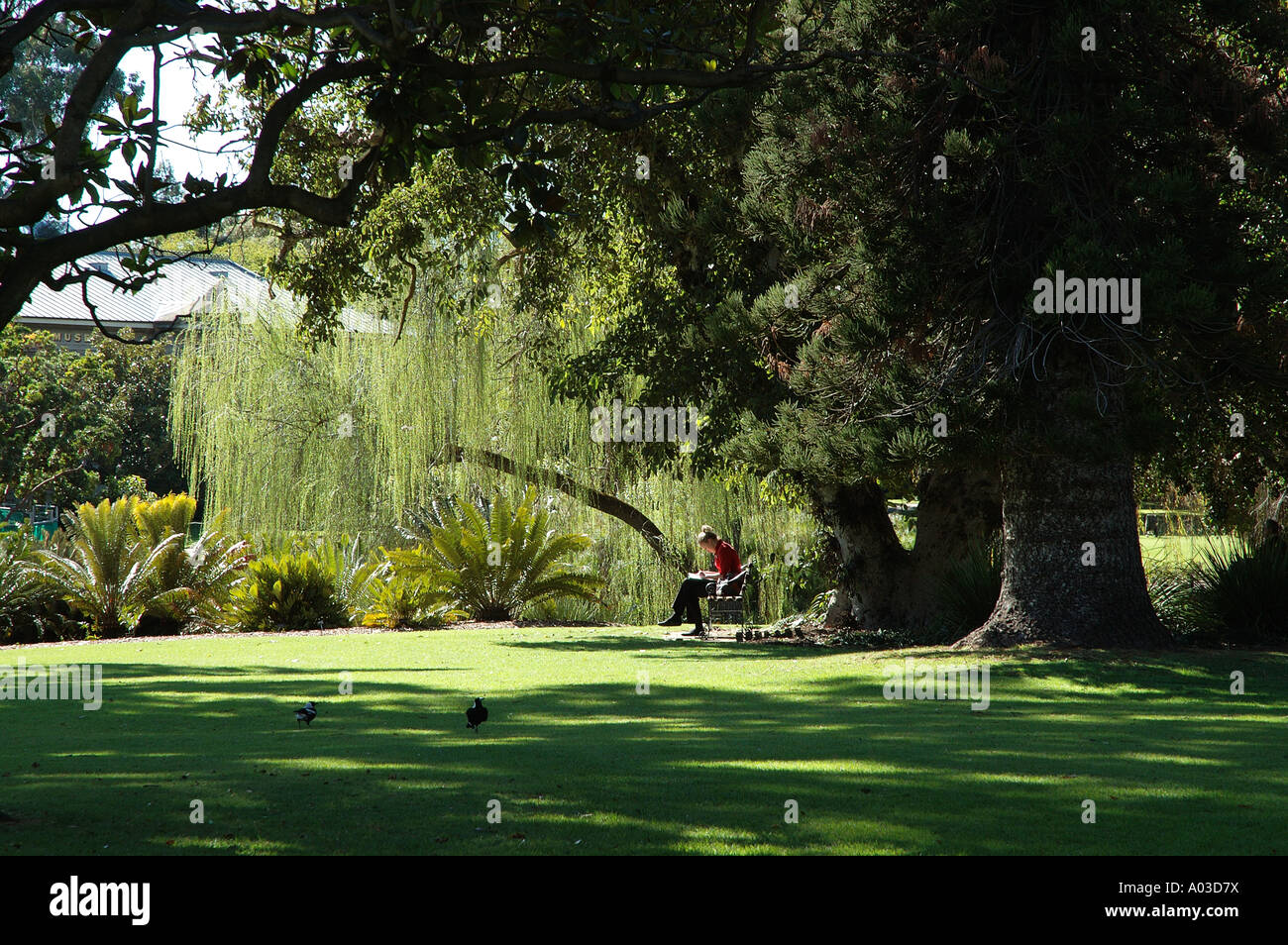 botanical garden adelaide south australia Stock Photo - Alamy