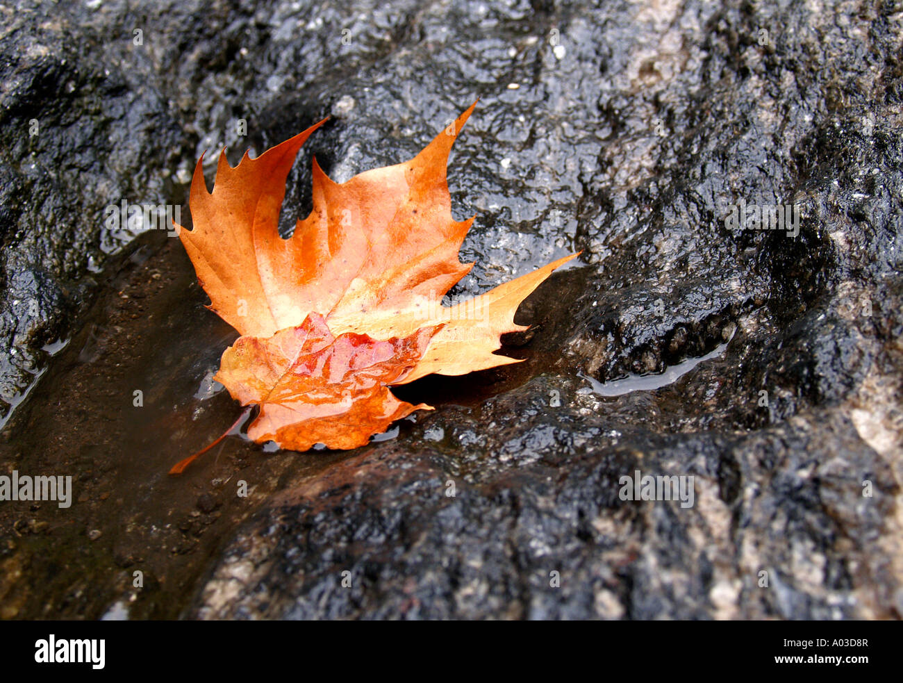 Gold fall leaves on rocks hi-res stock photography and images - Alamy