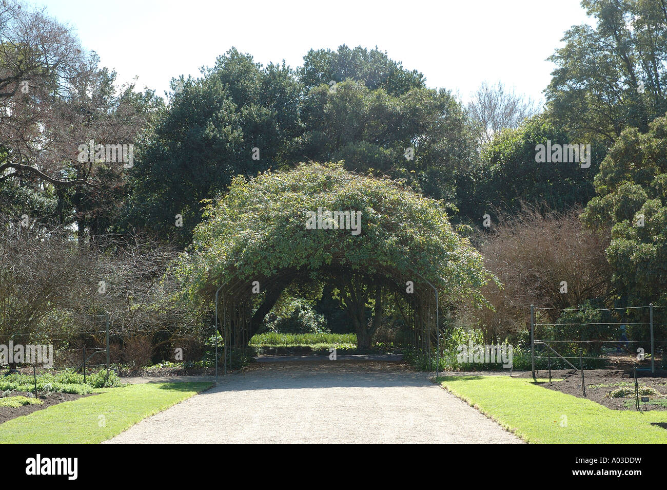 botanical garden adelaide south australia Stock Photo - Alamy