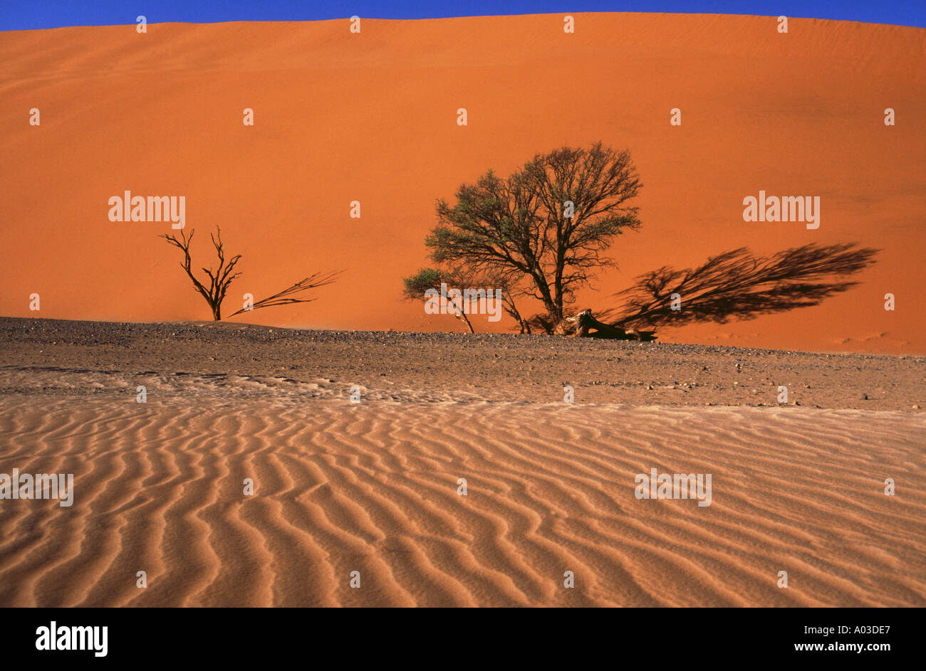 Namibia tree at the Namib desert pattern in sand Stock Photo - Alamy