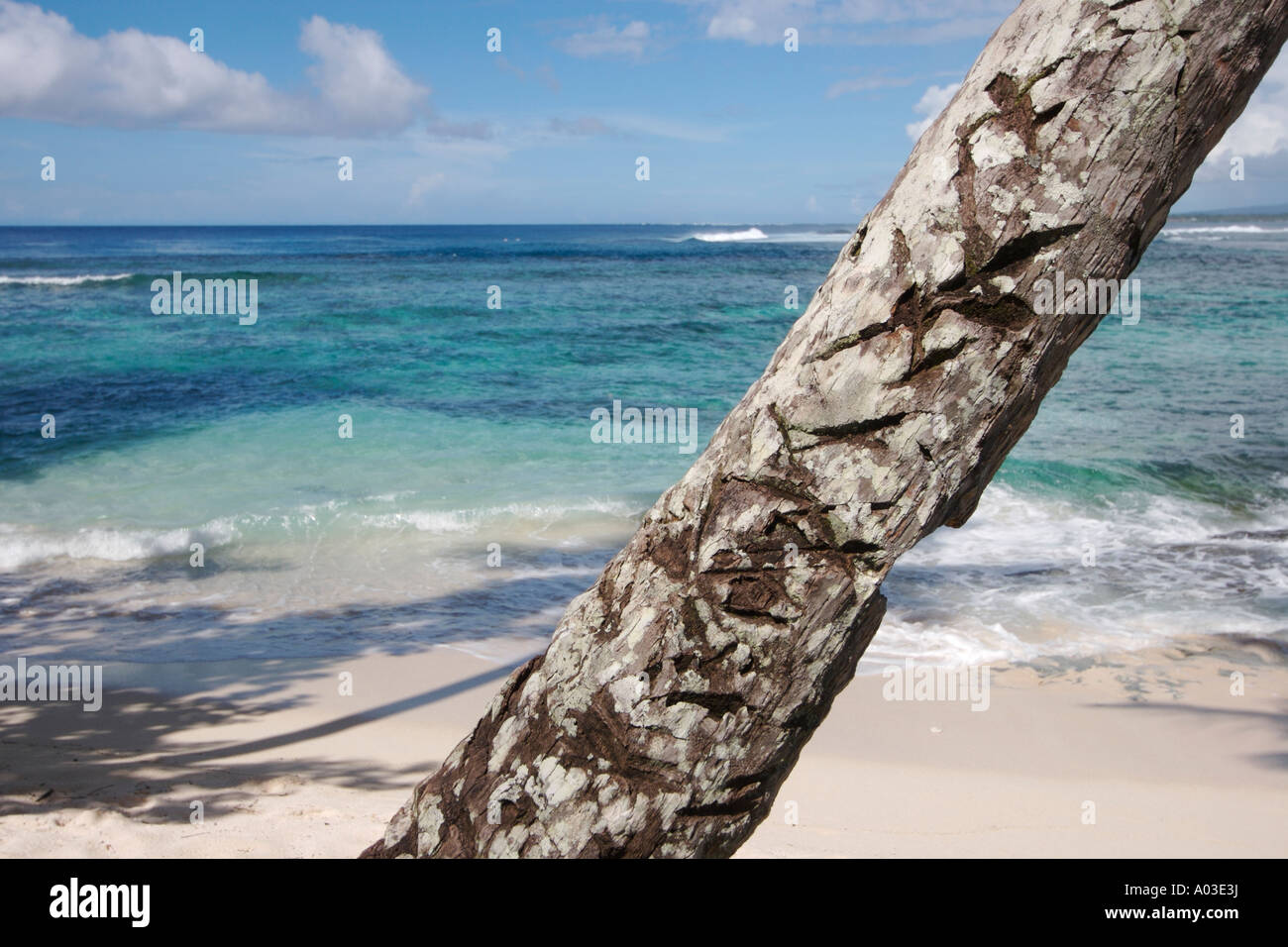 Trunk of a palm tree on Savaii, Western Samoa Stock Photo - Alamy