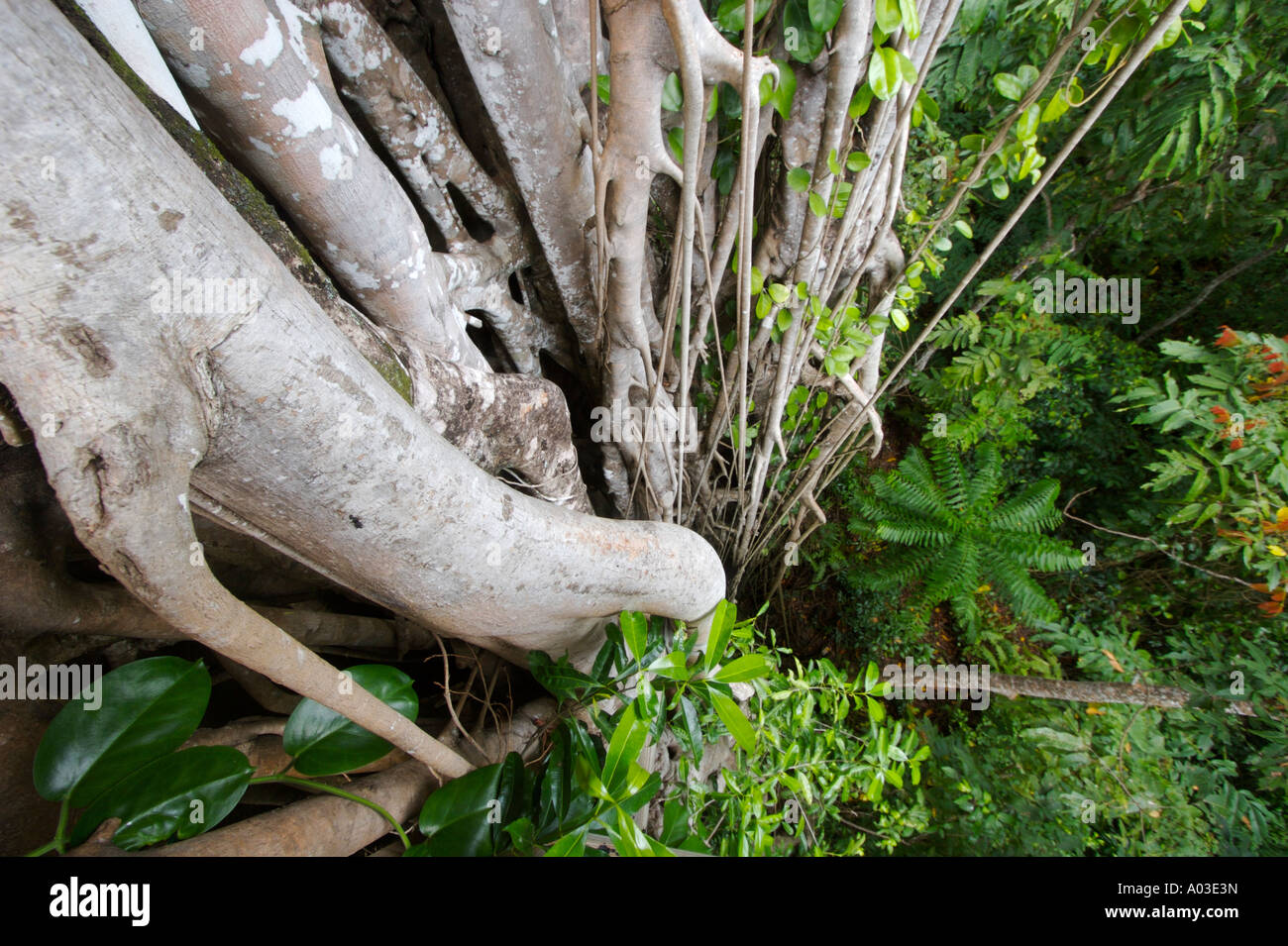 Banyan tree in the Falealupo Rainforest Reserve, Savaii, Western Samoa ...