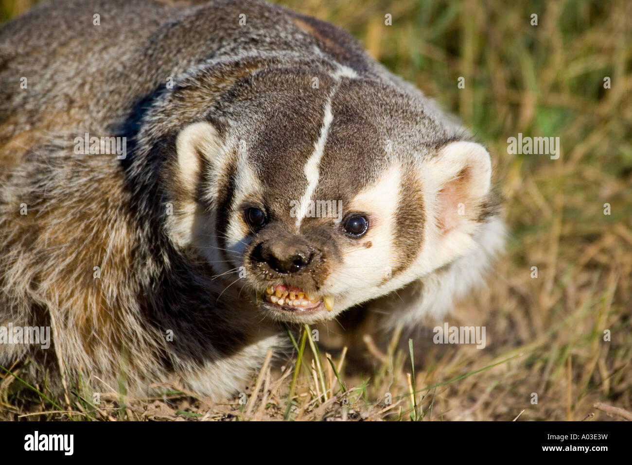 Viscous teeth hi-res stock photography and images - Alamy