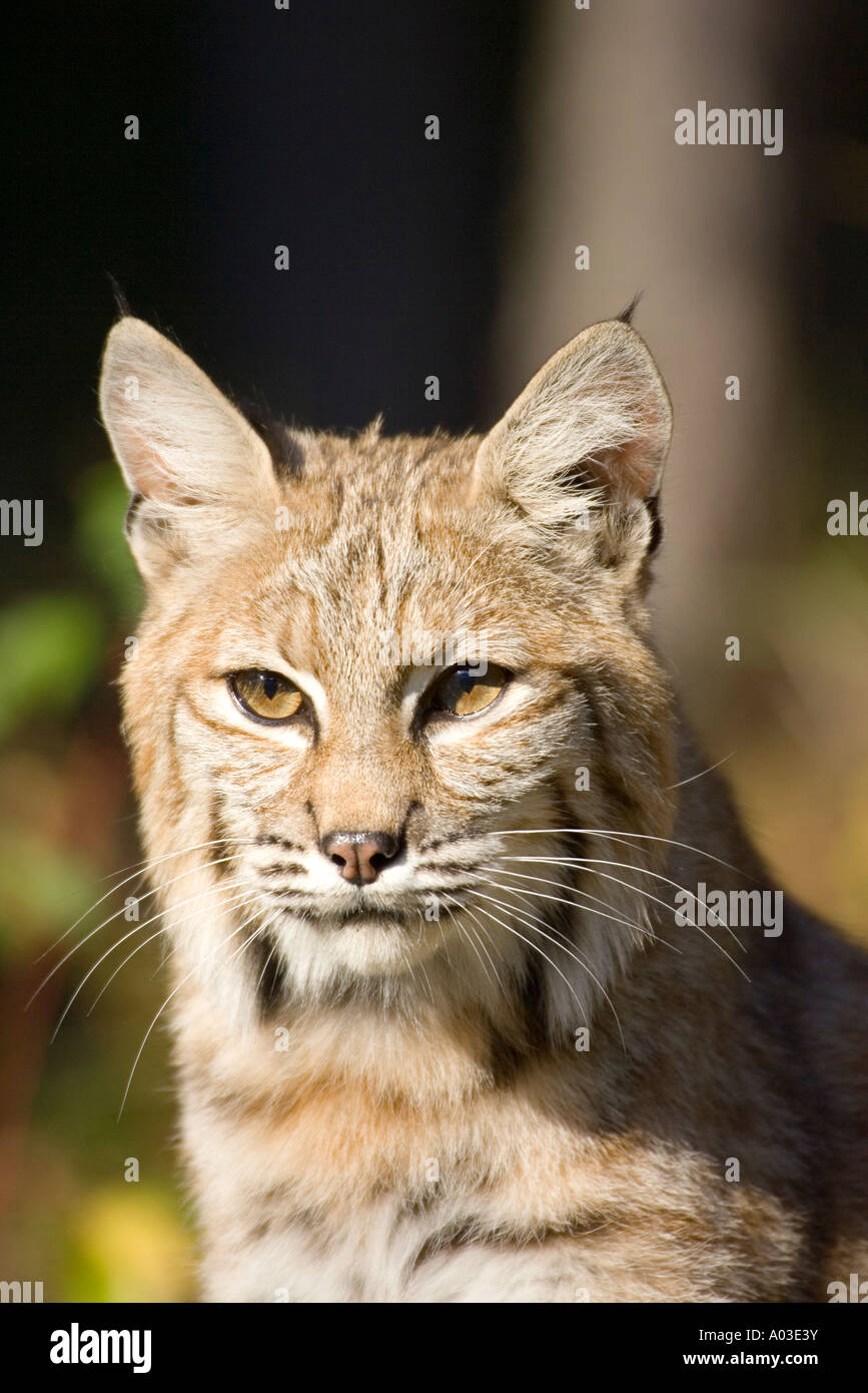 Bobcat coat hi-res stock photography and images - Alamy