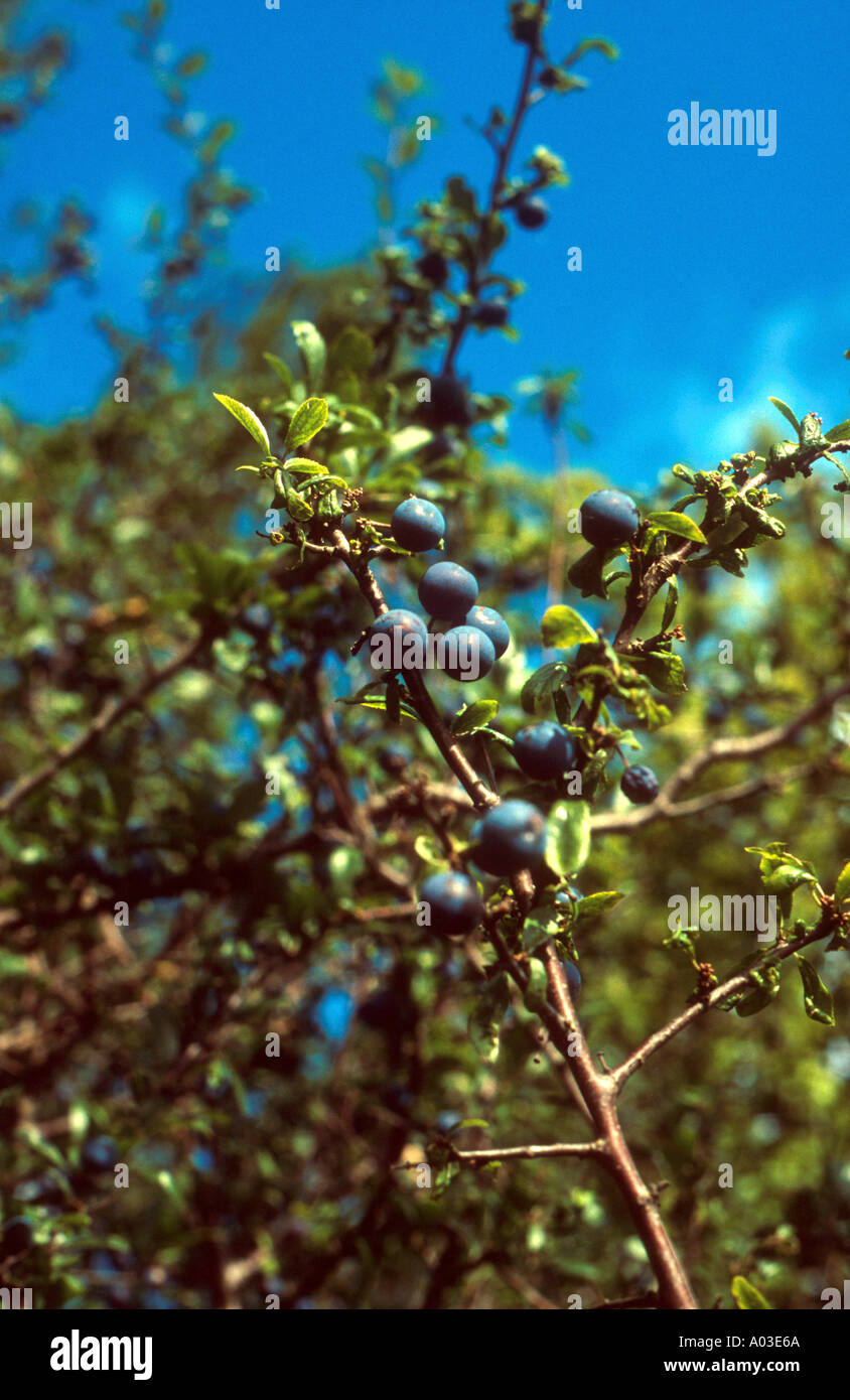 Prunus spinosa plum hi-res stock photography and images - Alamy