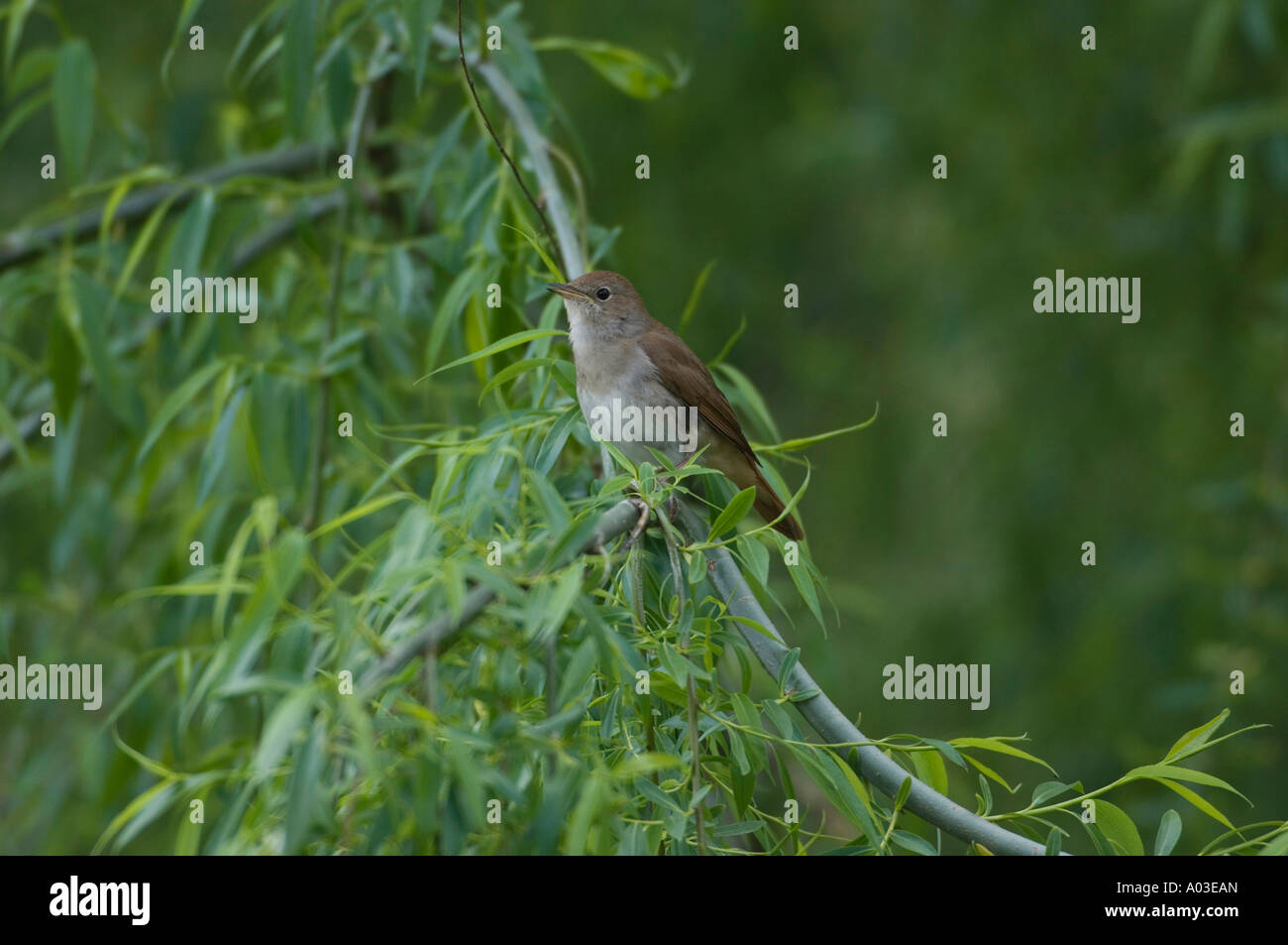 Nightingale bird wildlife habit hi-res stock photography and images - Alamy