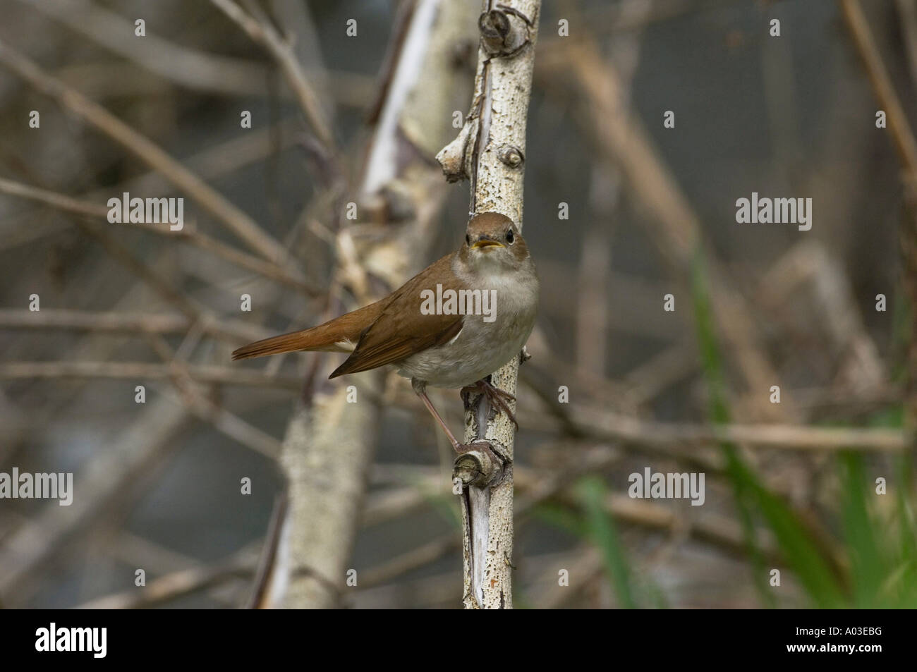 Nightingale Luscinia megarhynchos bird songbird Stock Photo - Alamy