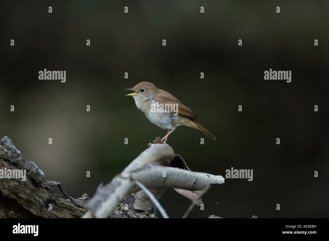 Nightingale Luscinia megarhynchos bird songbird singing Stock Photo - Alamy
