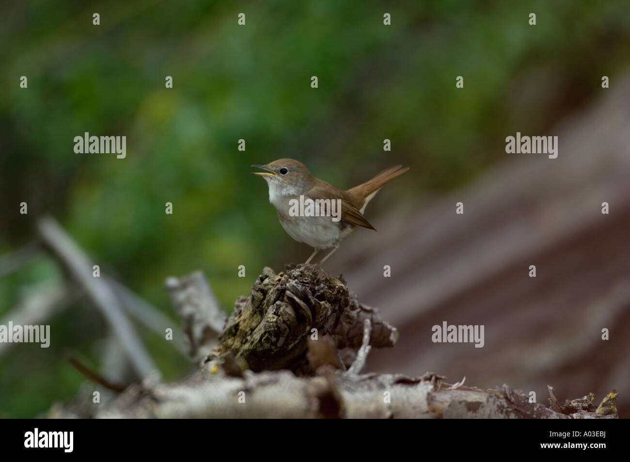Nightingale Luscinia megarhynchos in song songbird Stock Photo - Alamy