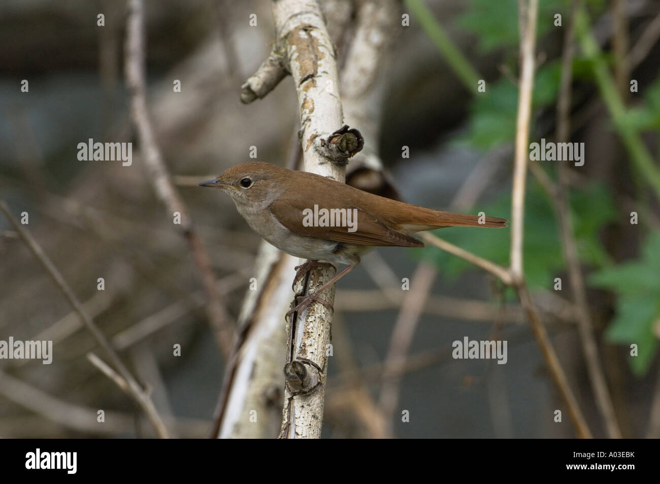 Nightingale Luscinia megarhynchos bird songbird Stock Photo - Alamy