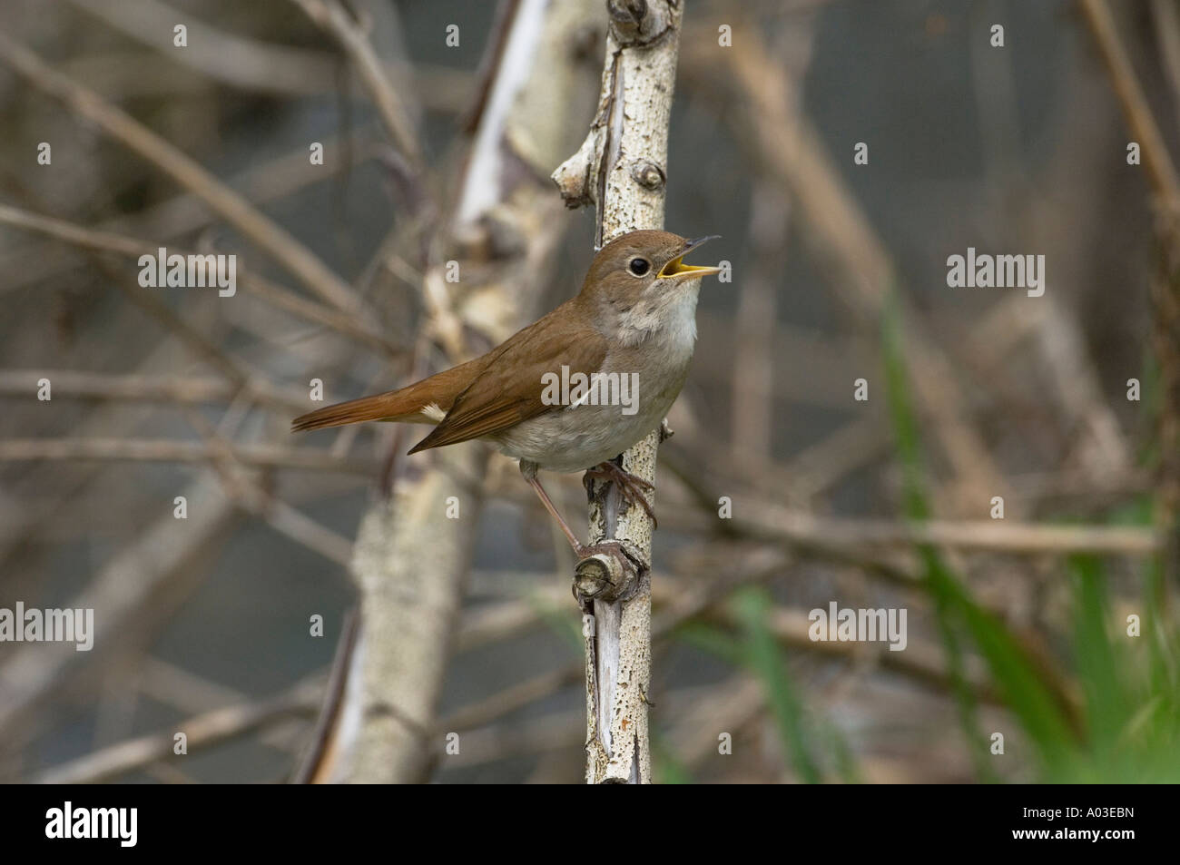 Nightingale Luscinia megarhynchos bird songbird Stock Photo - Alamy