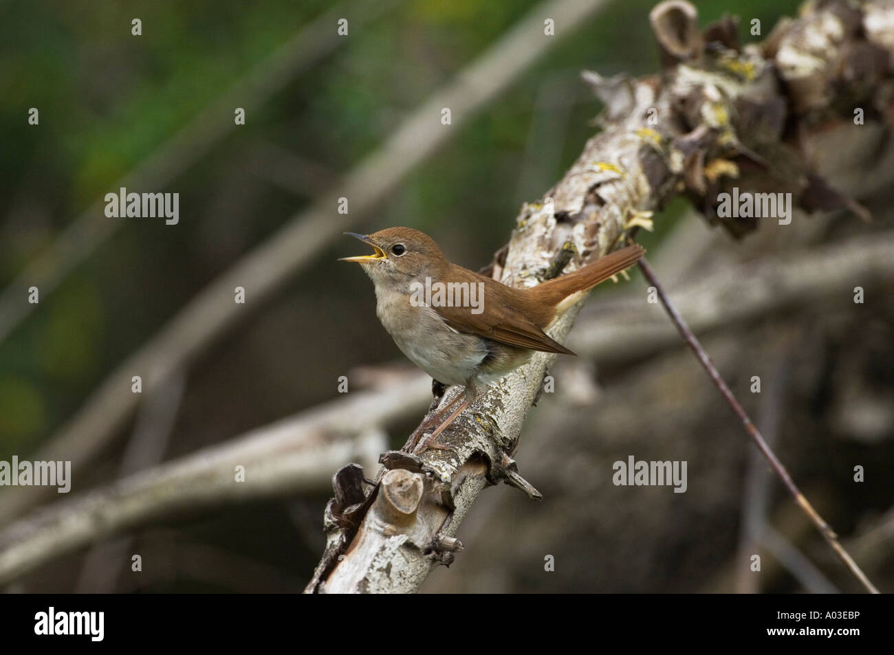 Nightingale Luscinia megarhynchos bird songbird spring Stock Photo - Alamy