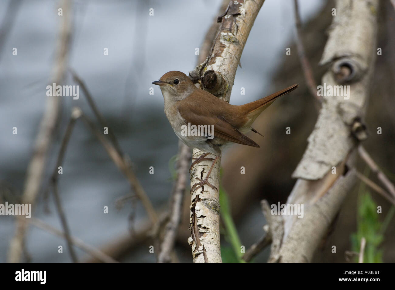 Common Nightingale Luscinia megarhynchos tail cocked Stock Photo - Alamy