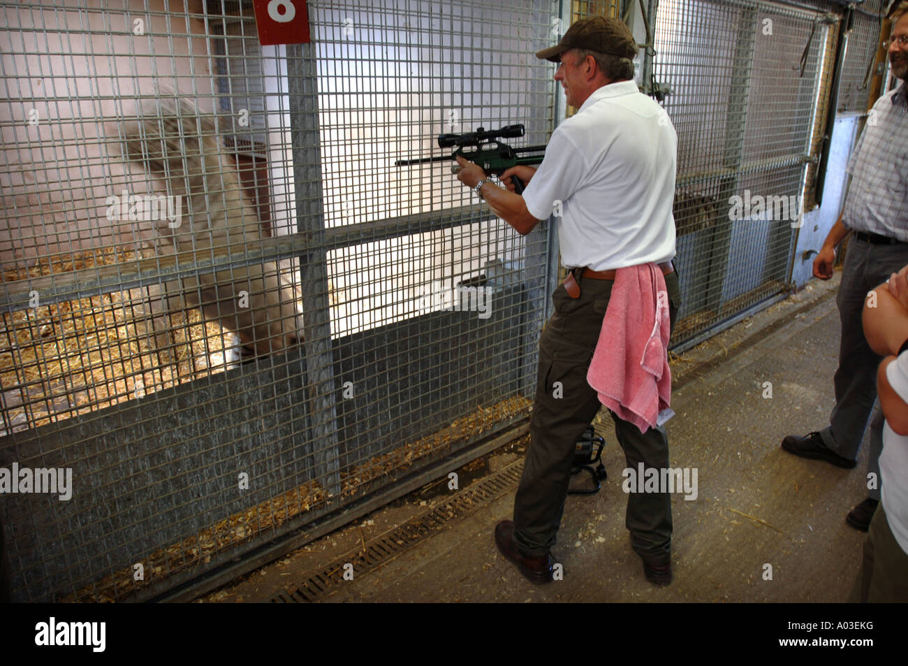 Tranquillising dart hi-res stock photography and images - Alamy