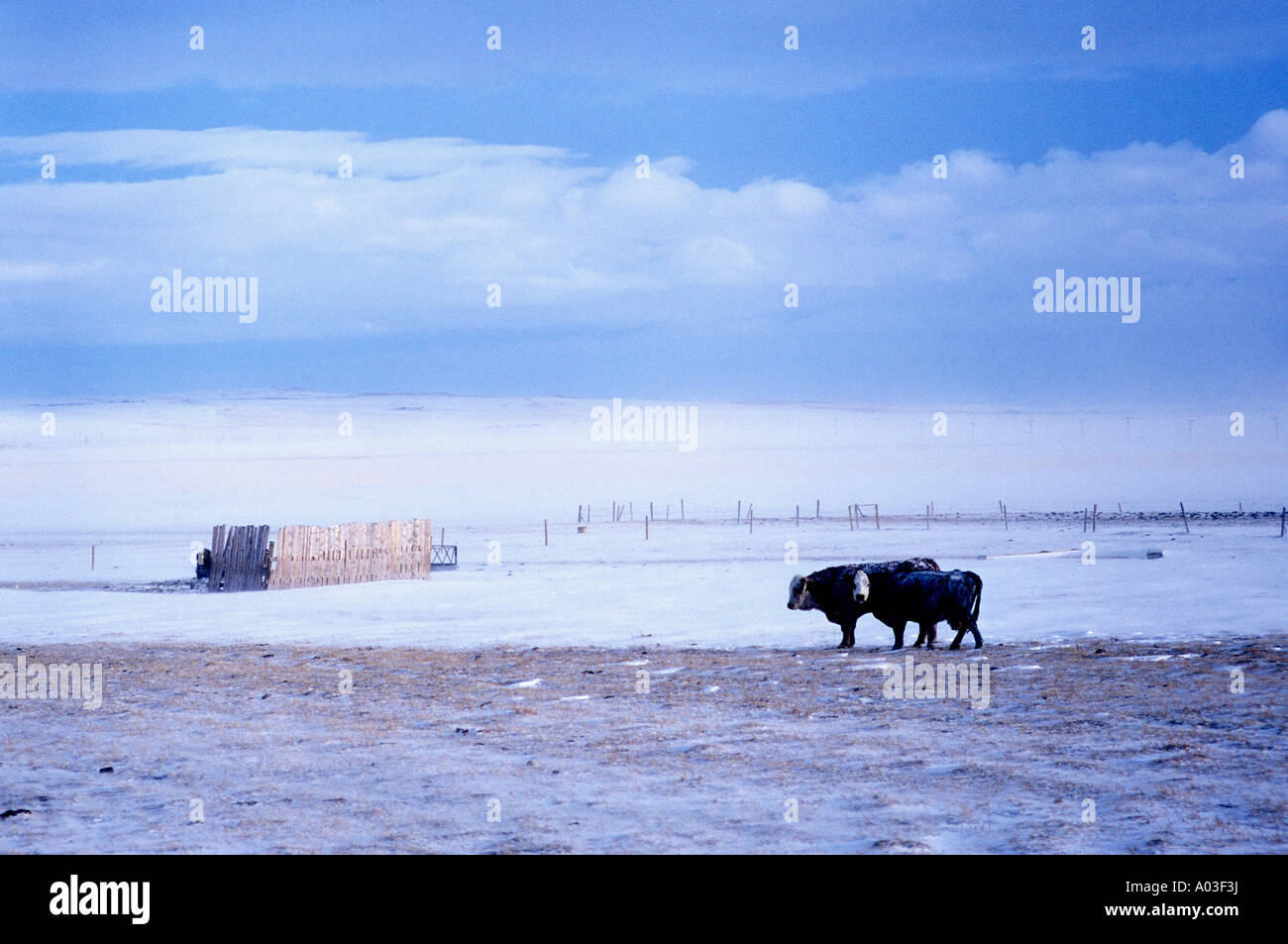 Blizzard [prairies winter storm] hi-res stock photography and images ...