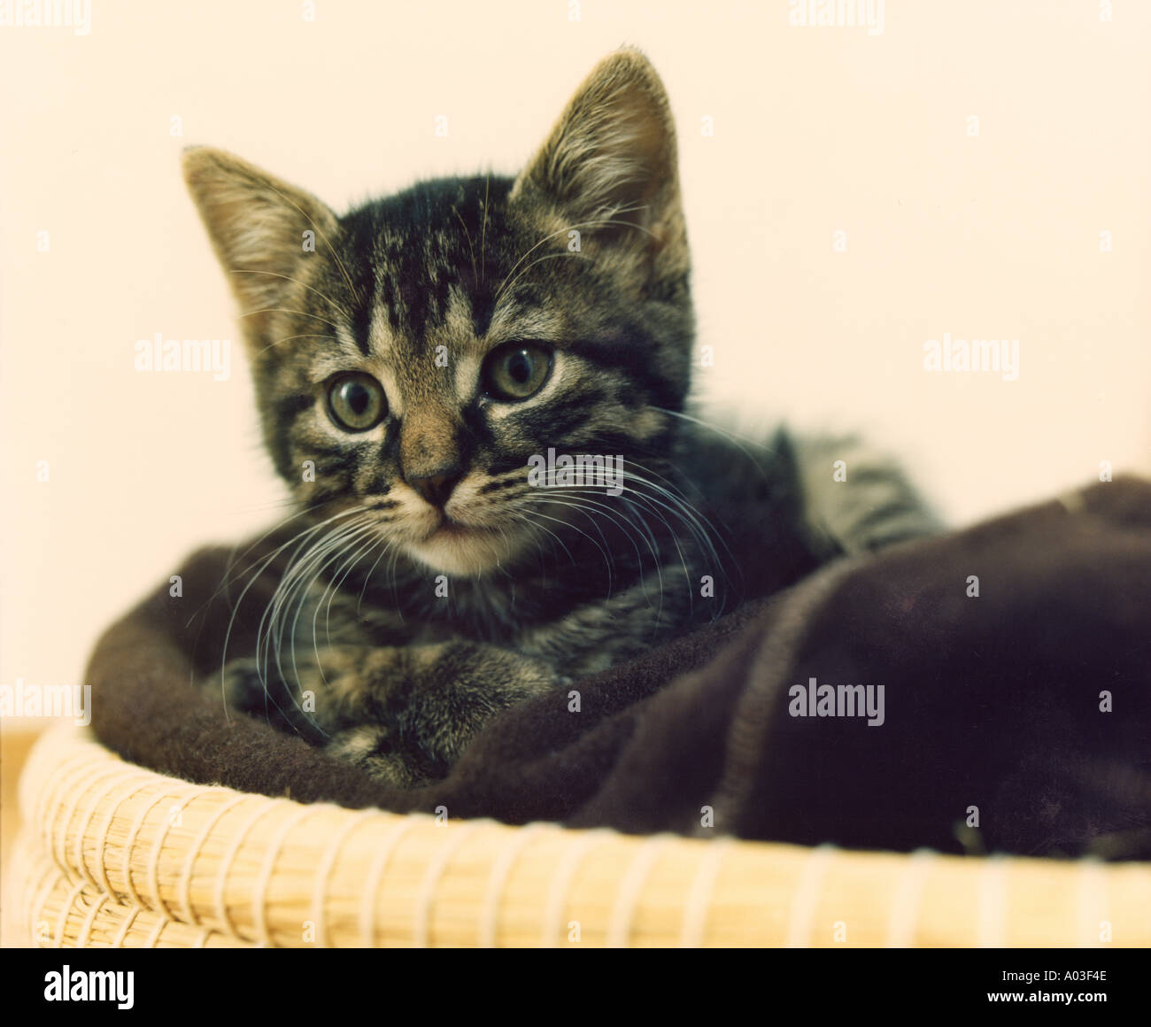cats kid cats Stock Photo - Alamy