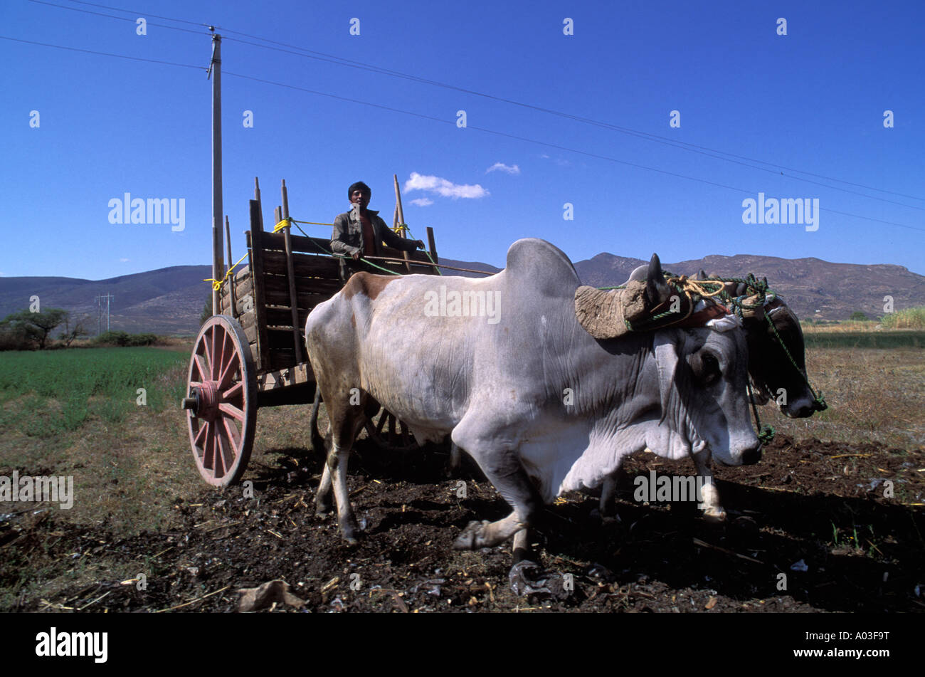 Oxteam oxcart hi-res stock photography and images - Alamy