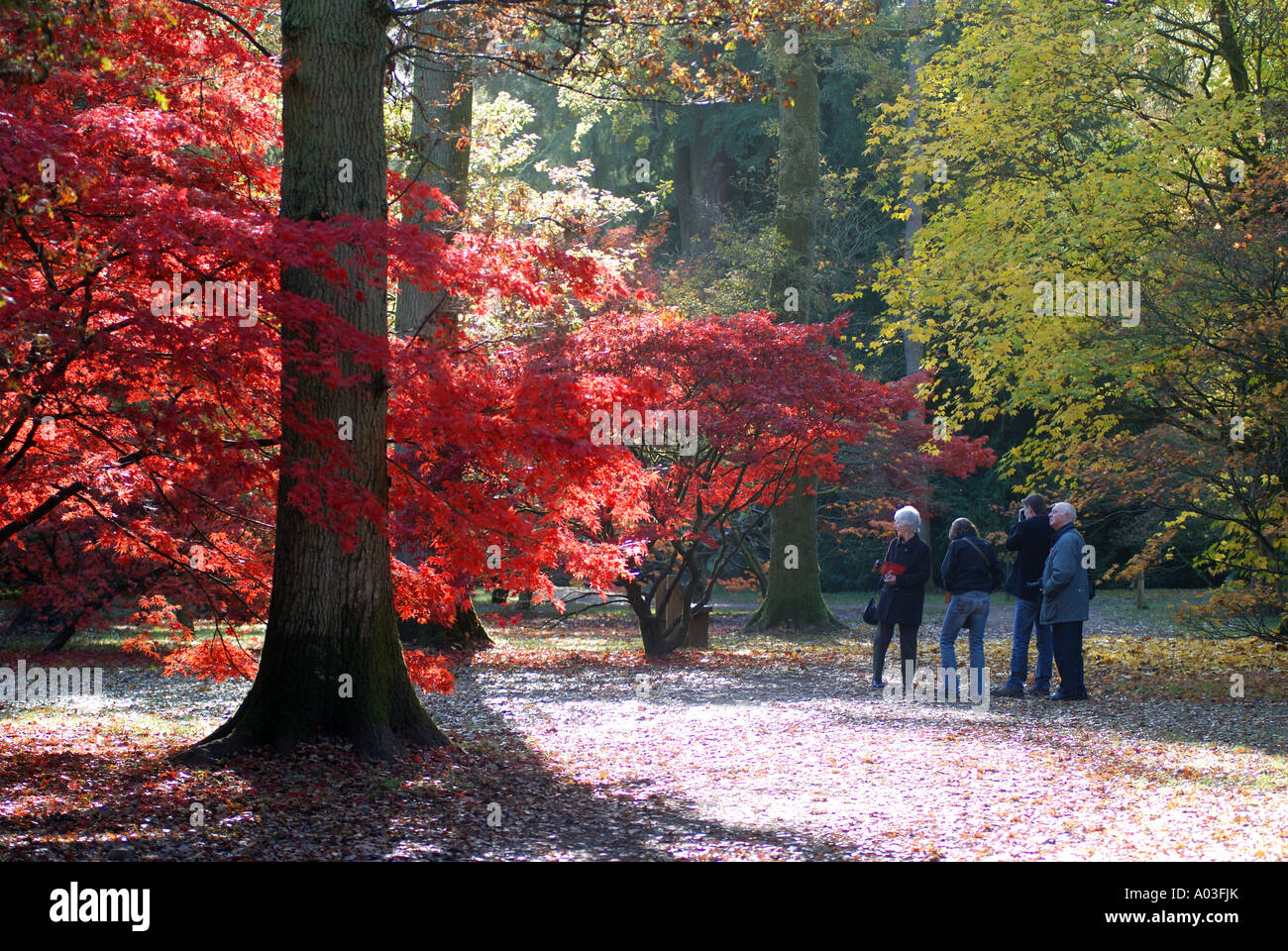 Visitor to westonbirt arboretum hi-res stock photography and images - Alamy