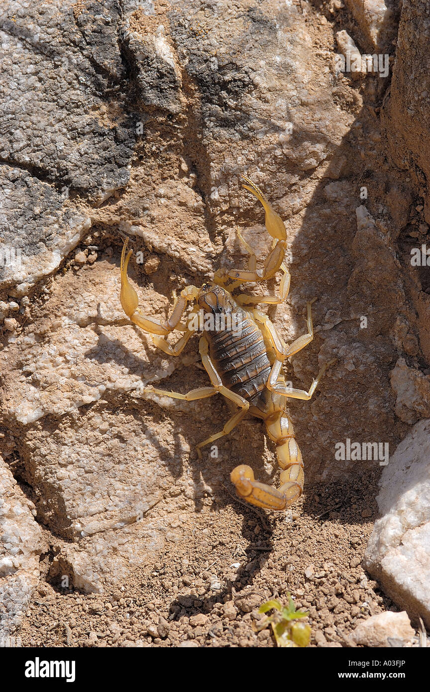 Scorpion Buthus occitanus Malaga province Andalusia Spain Stock Photo ...