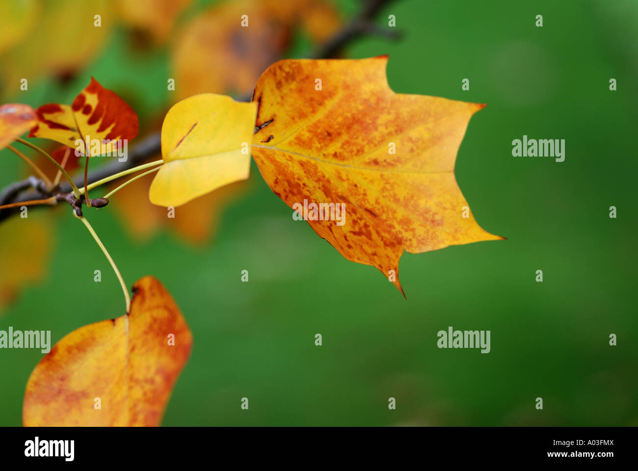 Tulip Tree, Liriodendron tulipifera, in autumn, UK Stock Photo - Alamy